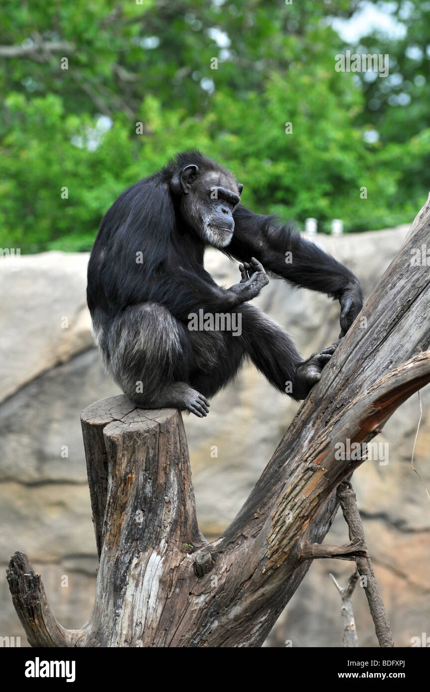 Chimpanzee Sitting Tree Tree Stock Photos & Chimpanzee Sitting Tree ...