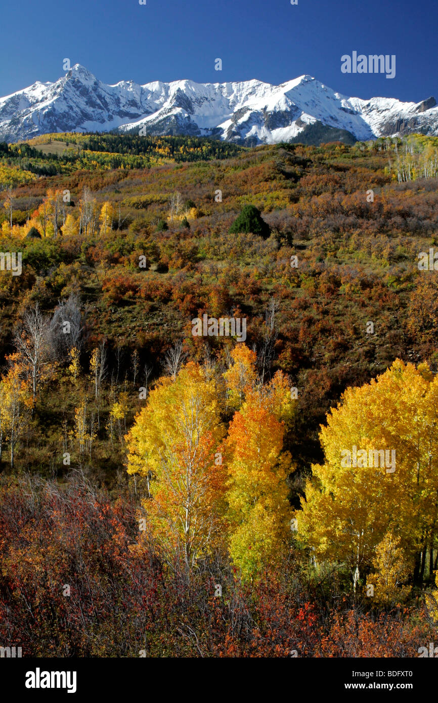 The snowcovered Sneffels Range above fall color at Dallas Divide, San ...