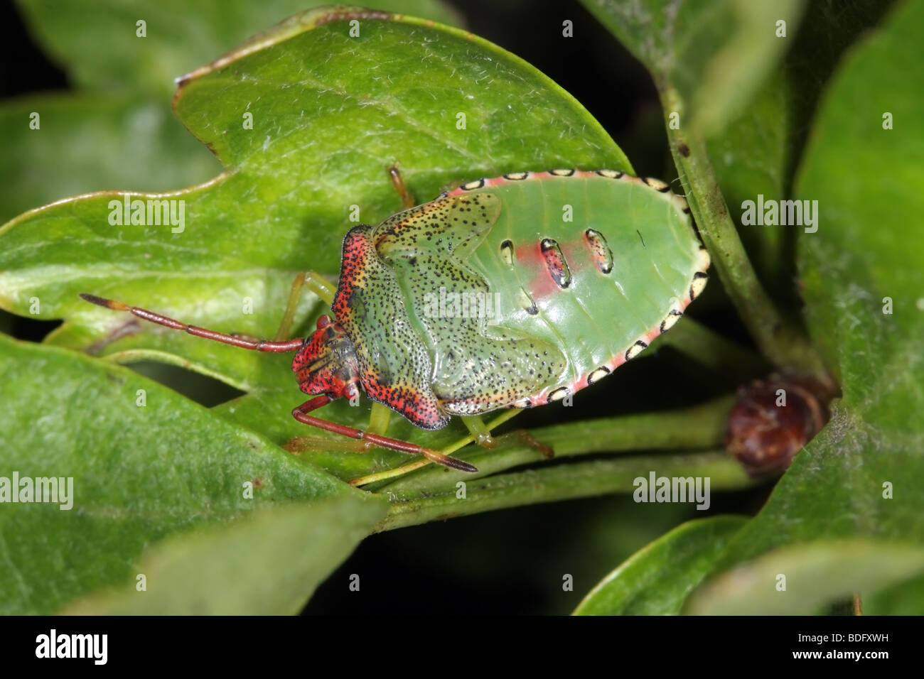 Shieldbug hi-res stock photography and images - Alamy