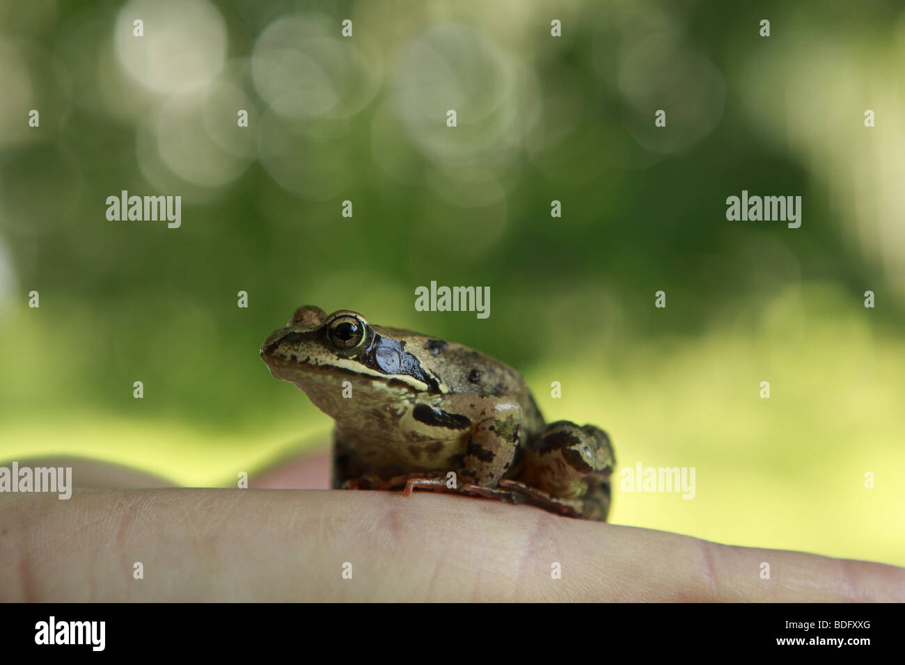 Frog in hand hi-res stock photography and images - Alamy