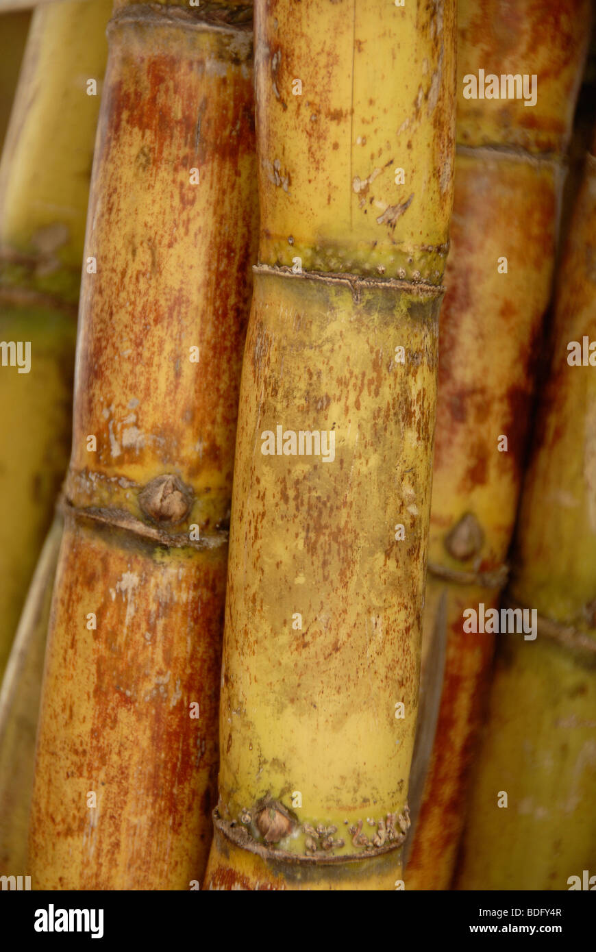 Sugarcane hi-res stock photography and images - Alamy