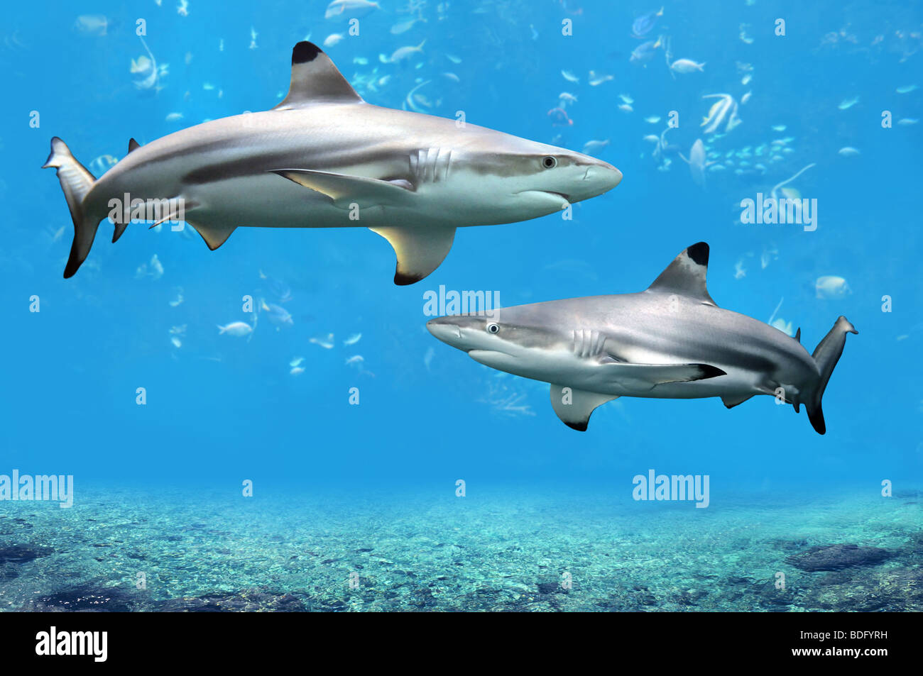 Blacktip Reef sharks swimming in tropical waters over coral reef Stock Photo - Alamy