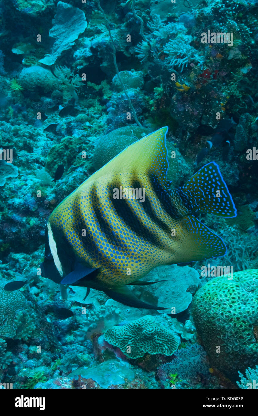 Banded angelfish hi-res stock photography and images - Alamy
