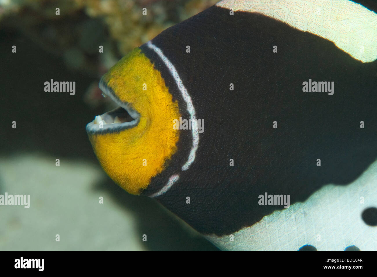 Clown teeth hi-res stock photography and images - Alamy