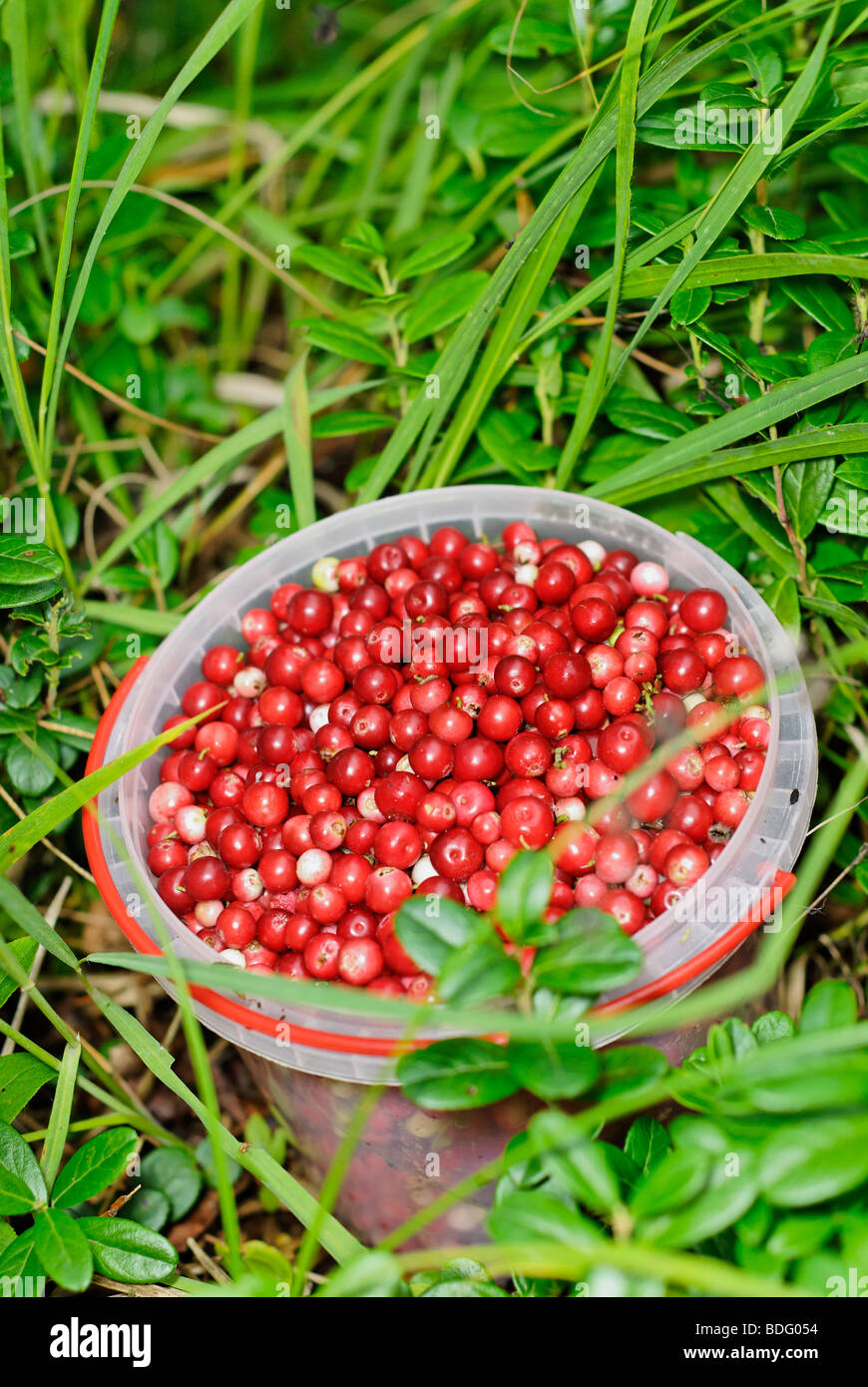 Plastic little bucket with ripe cowberry Stock Photo - Alamy