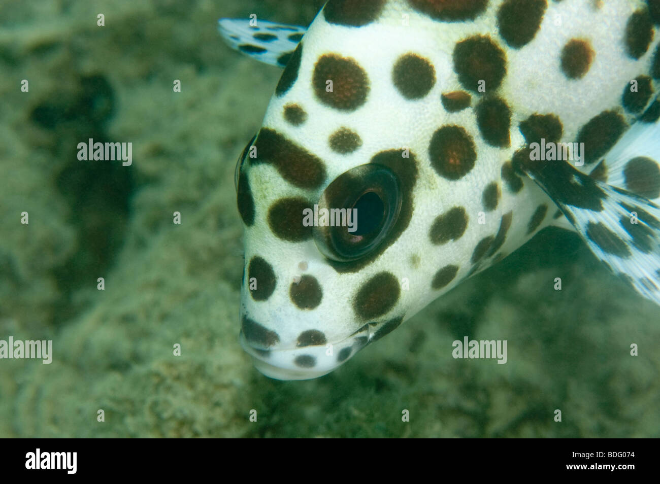 A juvenile Many-Spotted Sweetlips in a lagoon at Pelelieu, Palau Stock ...
