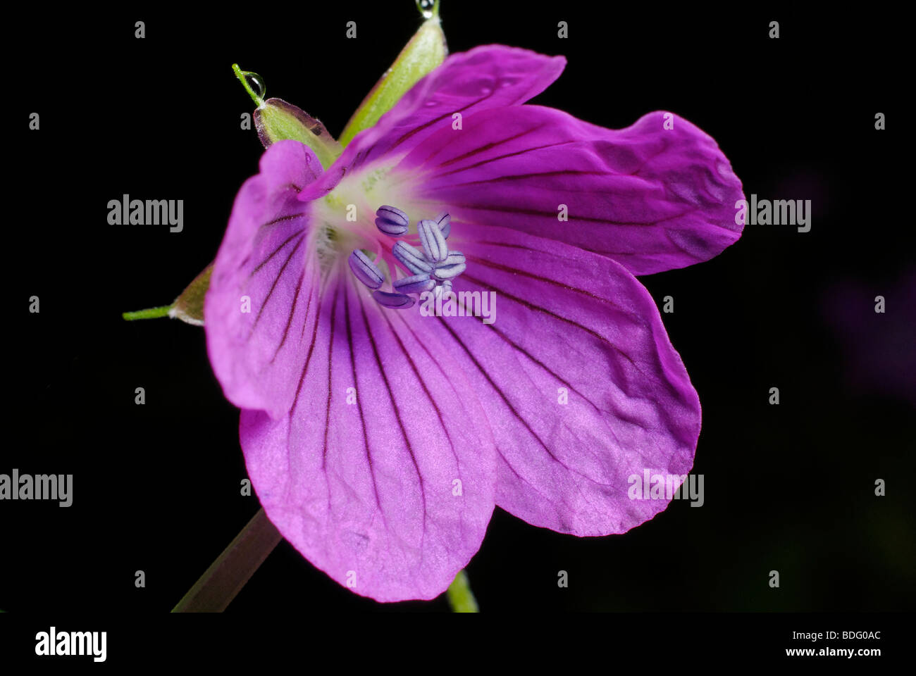 Purple forest flower Stock Photo - Alamy