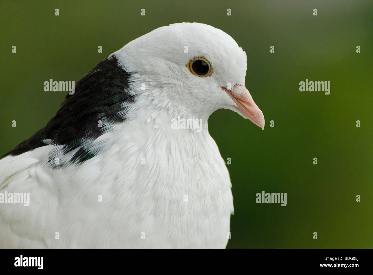 Pigeon Post High Resolution Stock Photography and Images - Alamy