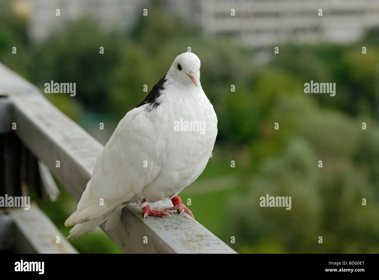 The white pigeon of bird hi-res stock photography and images - Alamy