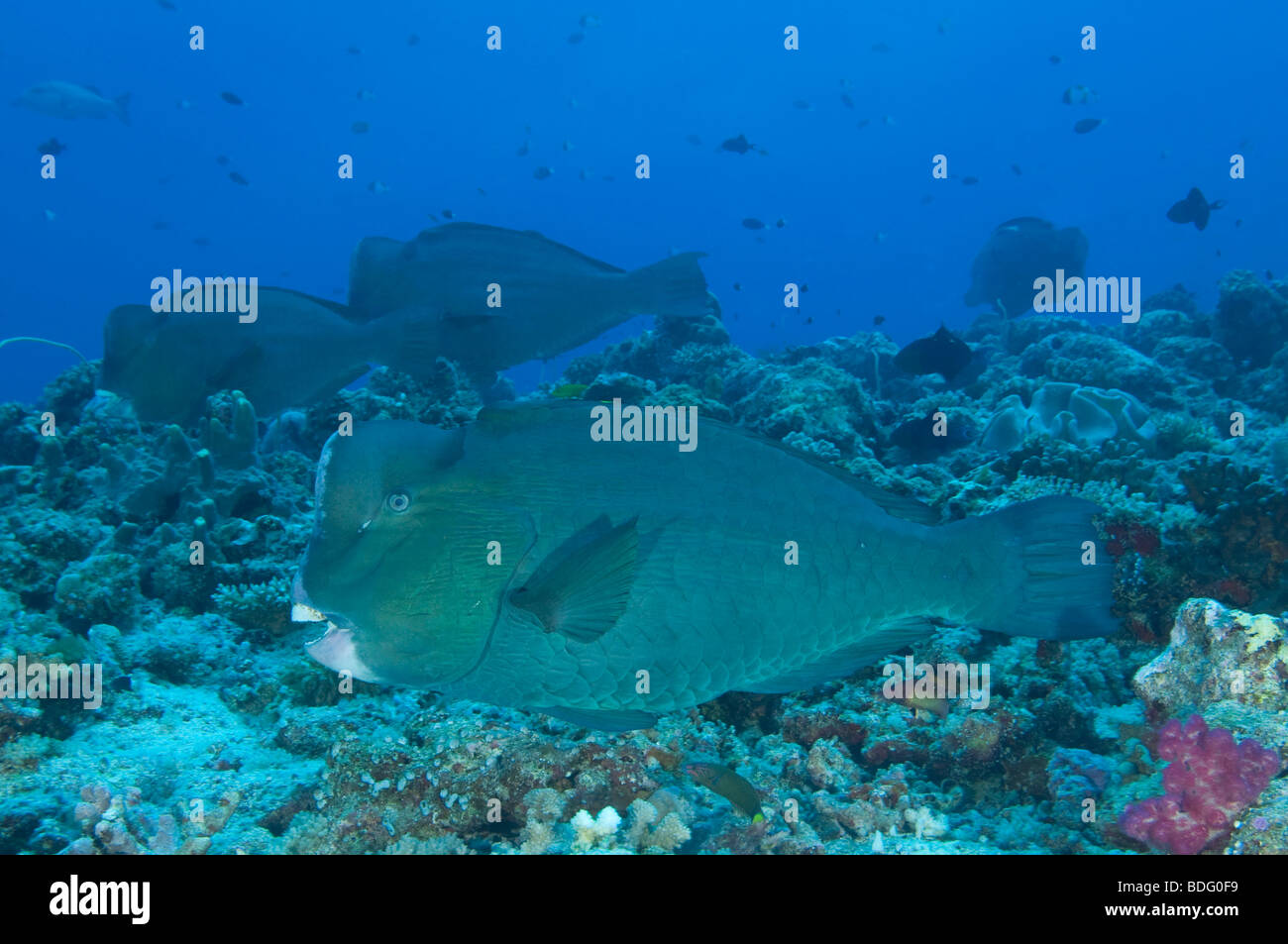 Bumphead fish hi-res stock photography and images - Alamy