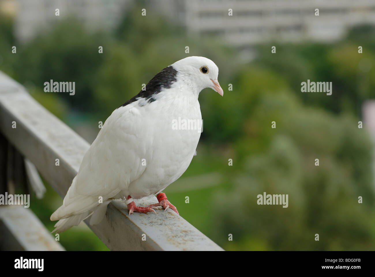 White post pigeon Stock Photo - Alamy
