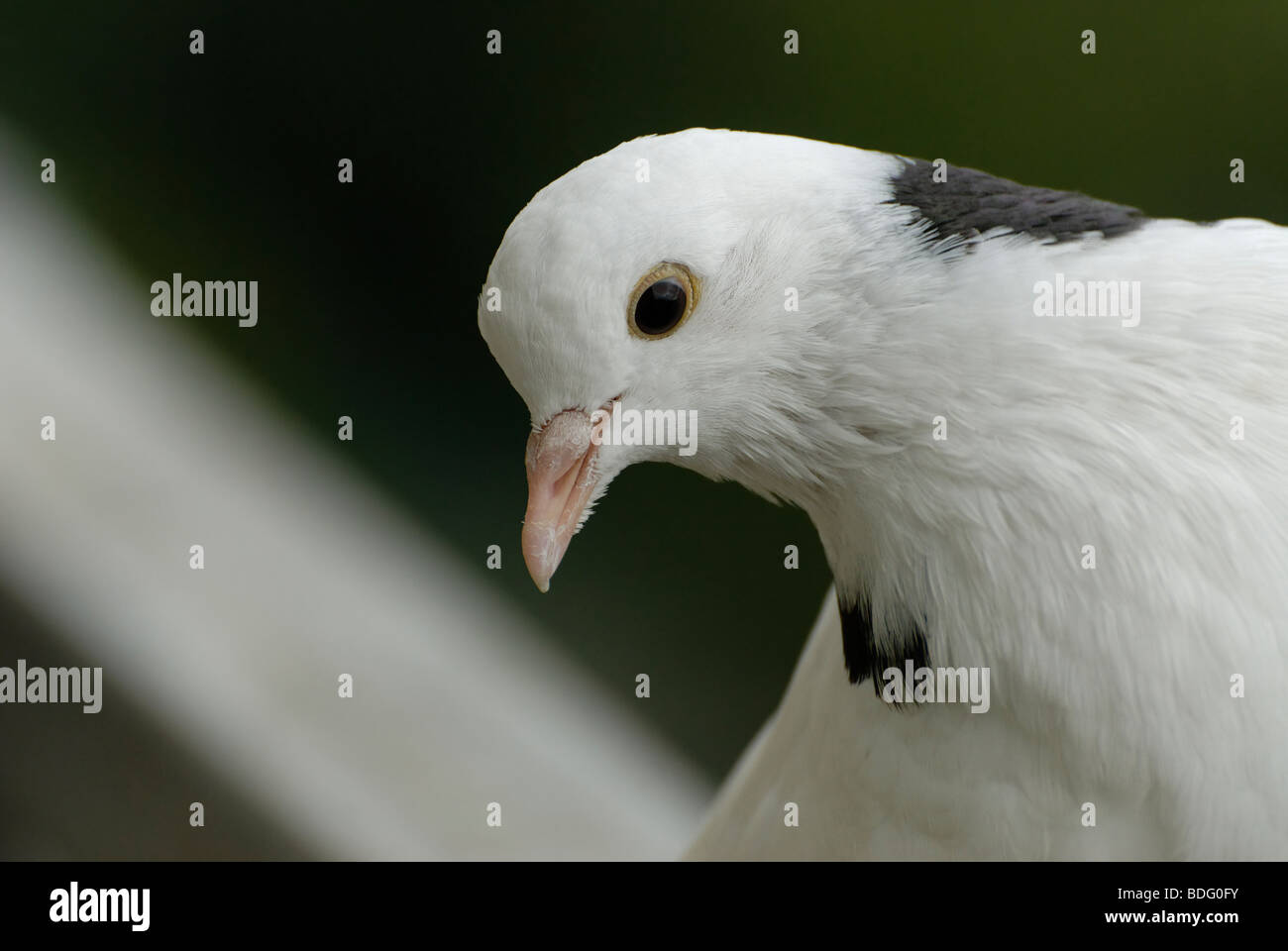 Pigeon post hi-res stock photography and images - Alamy