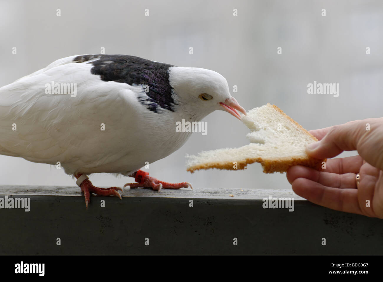 White pigeon eating a bread from human hand Stock Photo - Alamy