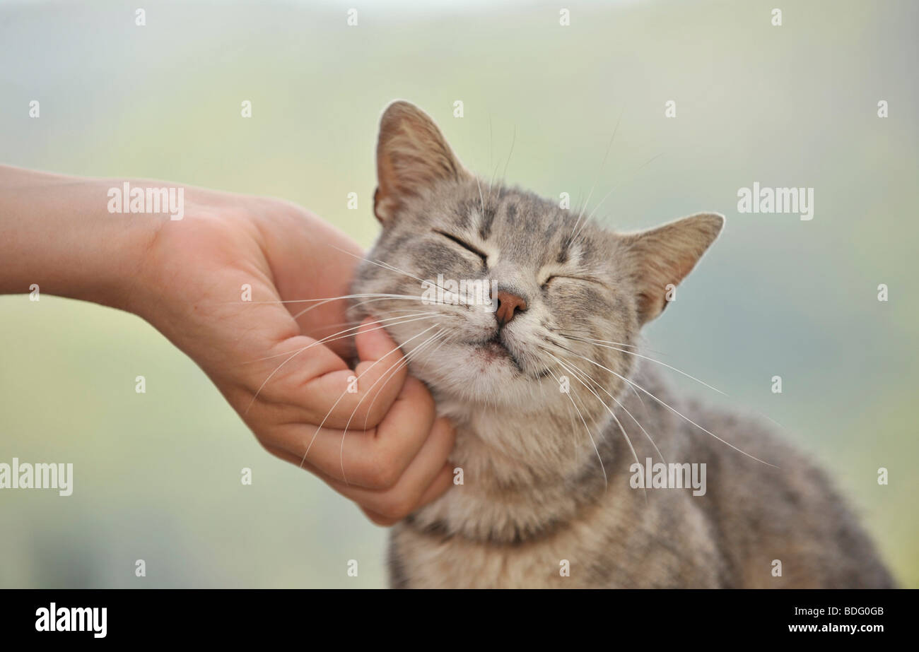 Animal love, tabby cat enjoys being petted Stock Photo - Alamy
