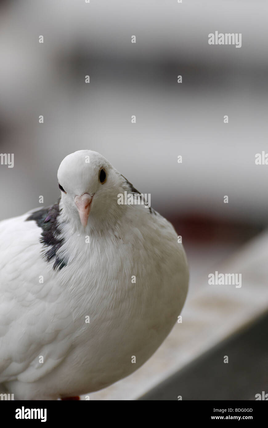 White post pigeon Stock Photo - Alamy