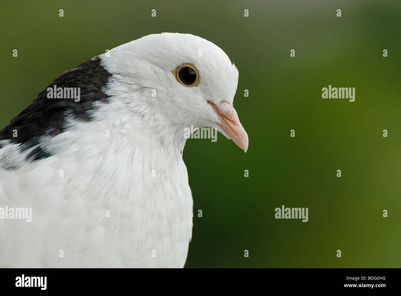 Pigeon post hi-res stock photography and images - Alamy