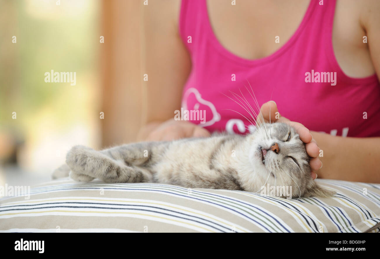 Animal love, tabby cat enjoys being petted Stock Photo - Alamy