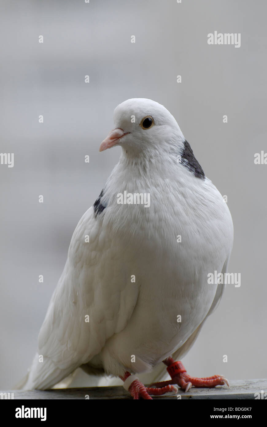 White post pigeon Stock Photo - Alamy