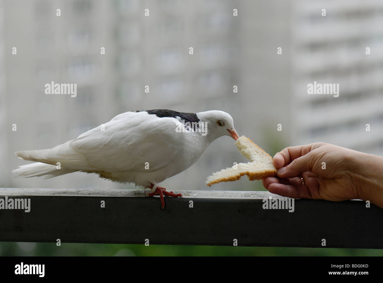 White pigeon eating a bread from human hand Stock Photo - Alamy