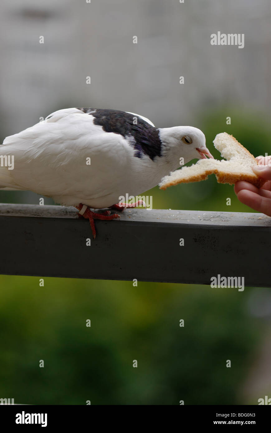 White pigeon eating a bread from human hand Stock Photo - Alamy