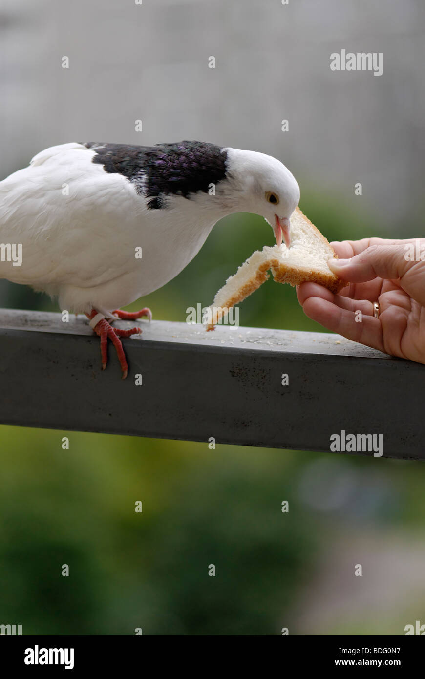 White pigeon eating a bread from human hand Stock Photo - Alamy