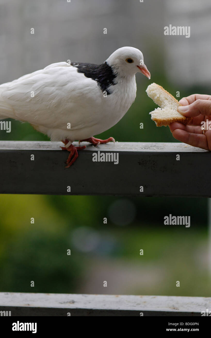 White pigeon eating a bread from human hand Stock Photo - Alamy