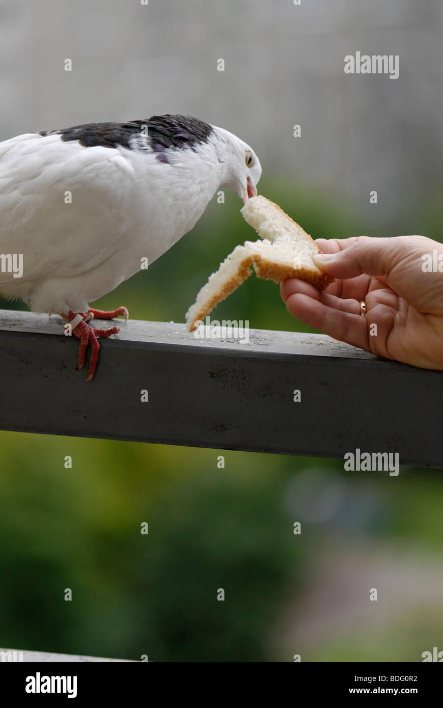 White pigeon eating a bread from human hand Stock Photo - Alamy
