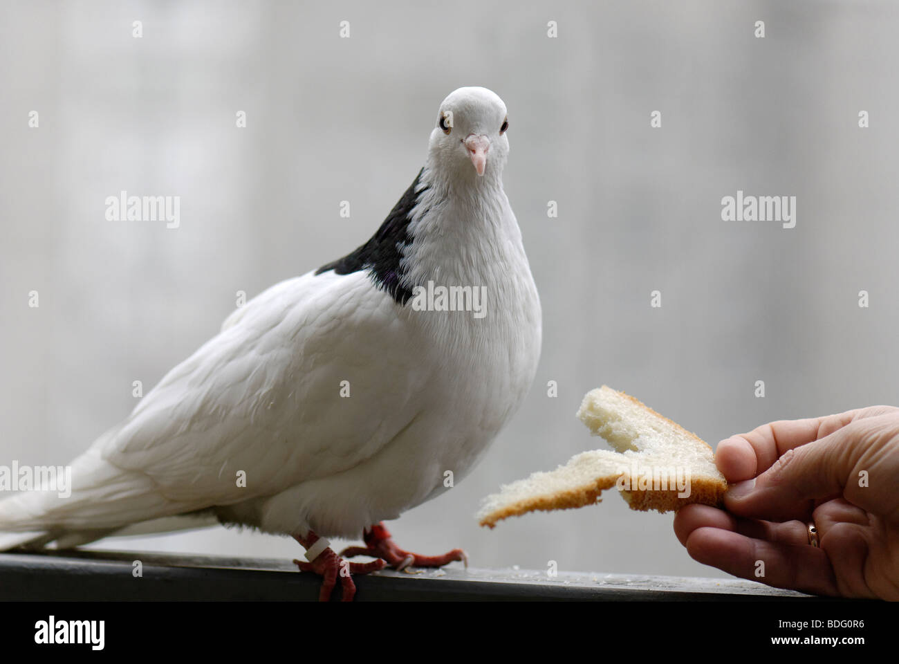White pigeon eating a bread from human hand Stock Photo - Alamy
