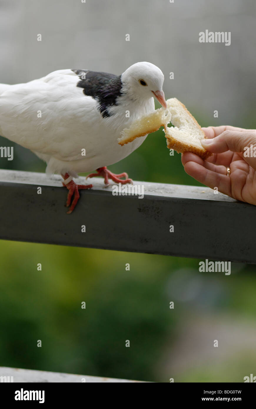 White pigeon eating a bread from human hand Stock Photo - Alamy