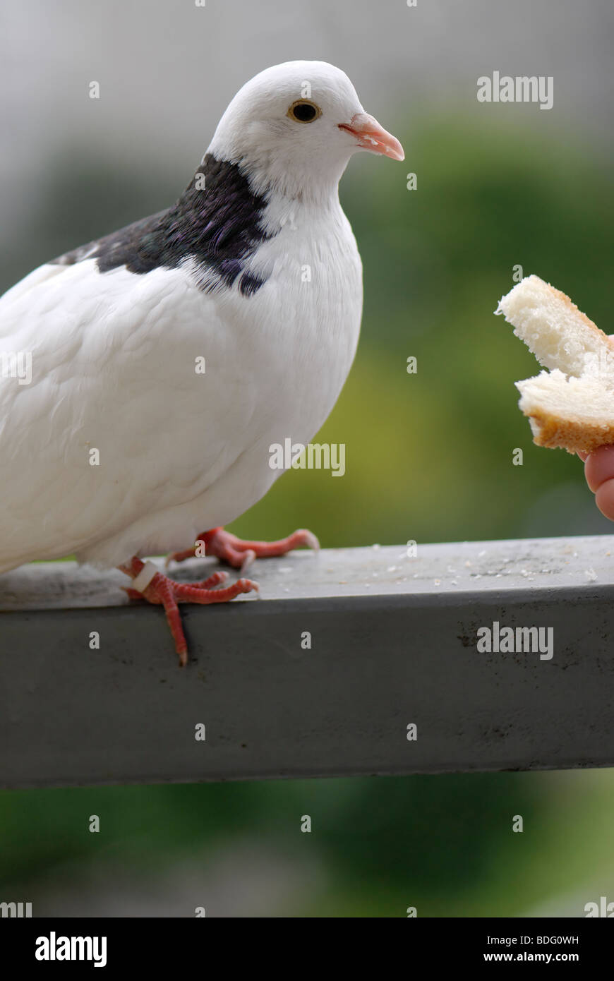 White pigeon eating a bread from human hand Stock Photo - Alamy