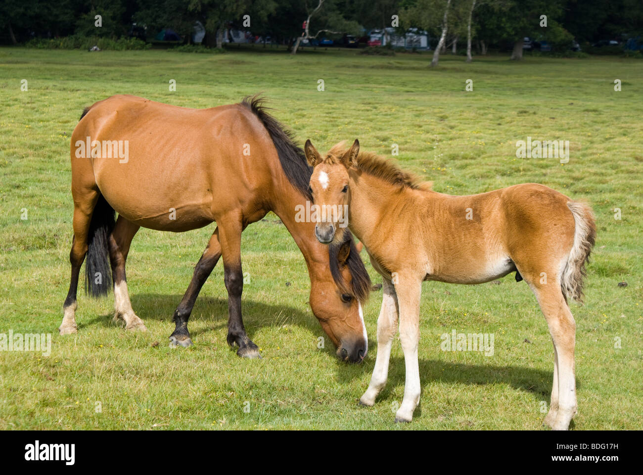 new forest pony & foal Stock Photo - Alamy