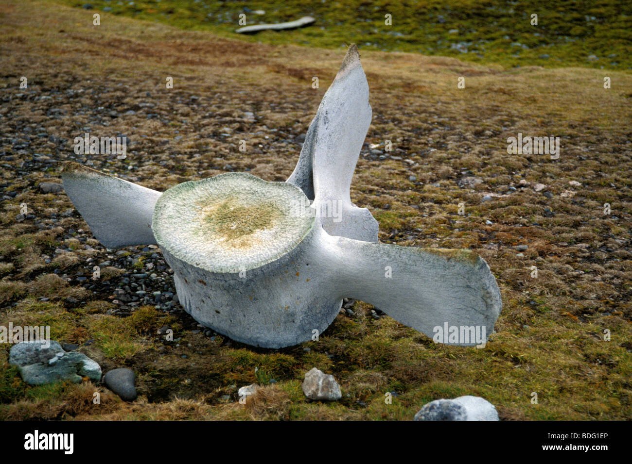 antarctica, animal bone Stock Photo - Alamy
