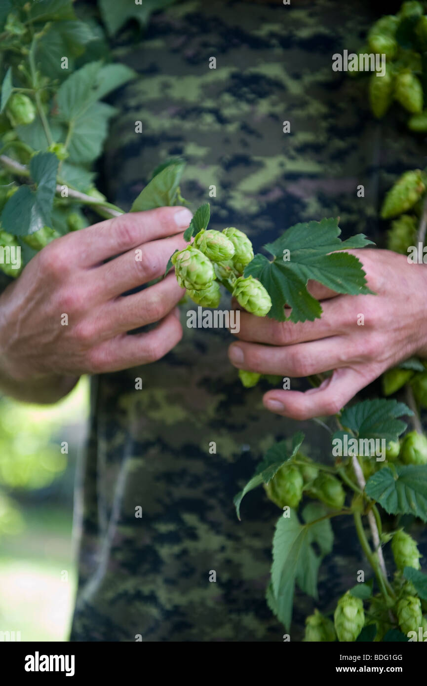 Hop Picking Stock Photos & Hop Picking Stock Images - Alamy