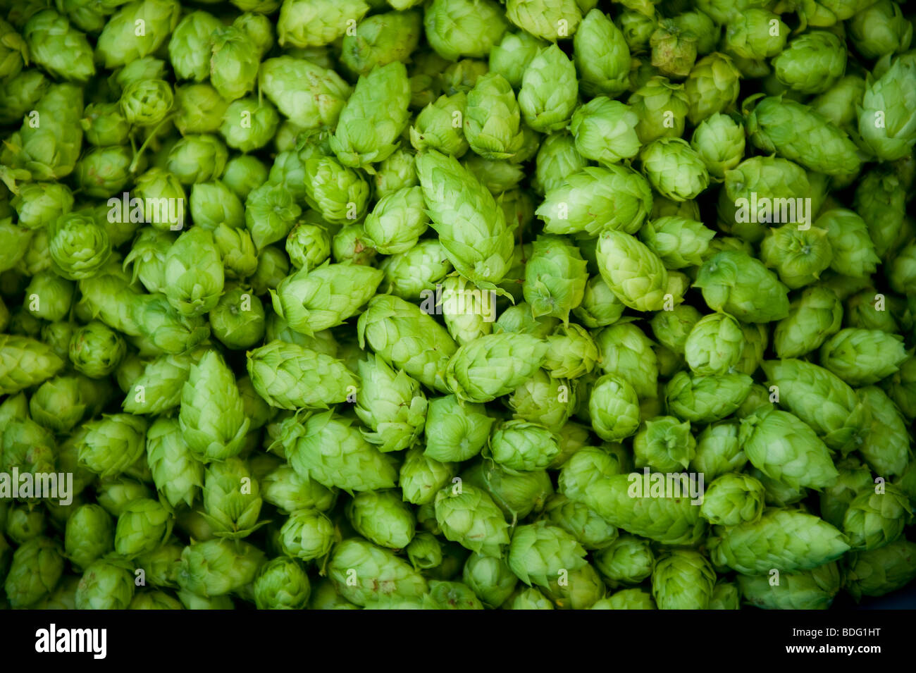 Hops picked hi-res stock photography and images - Alamy