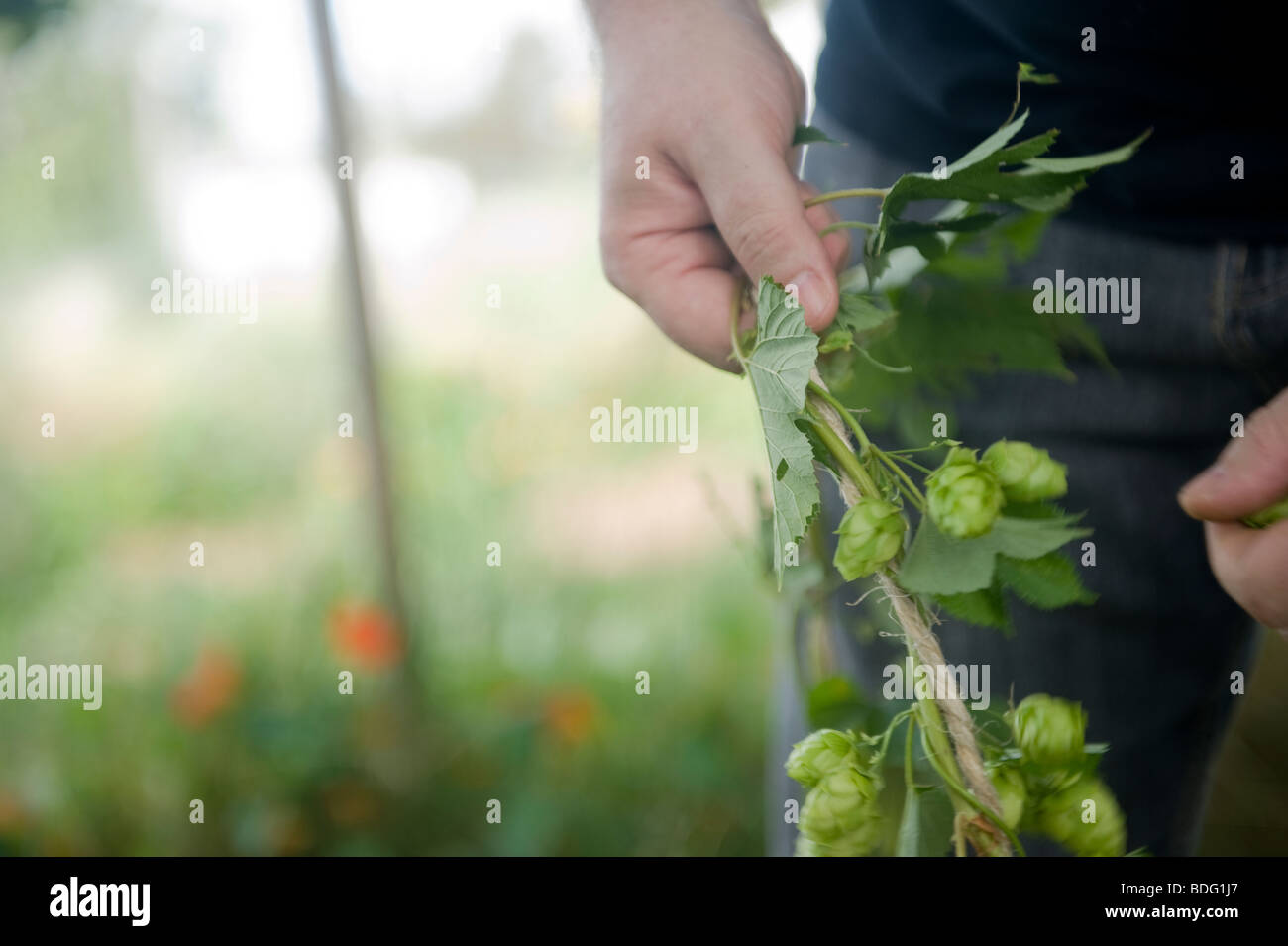 Man's hands and torso as fresh hops are harvested from a hop vine Stock ...