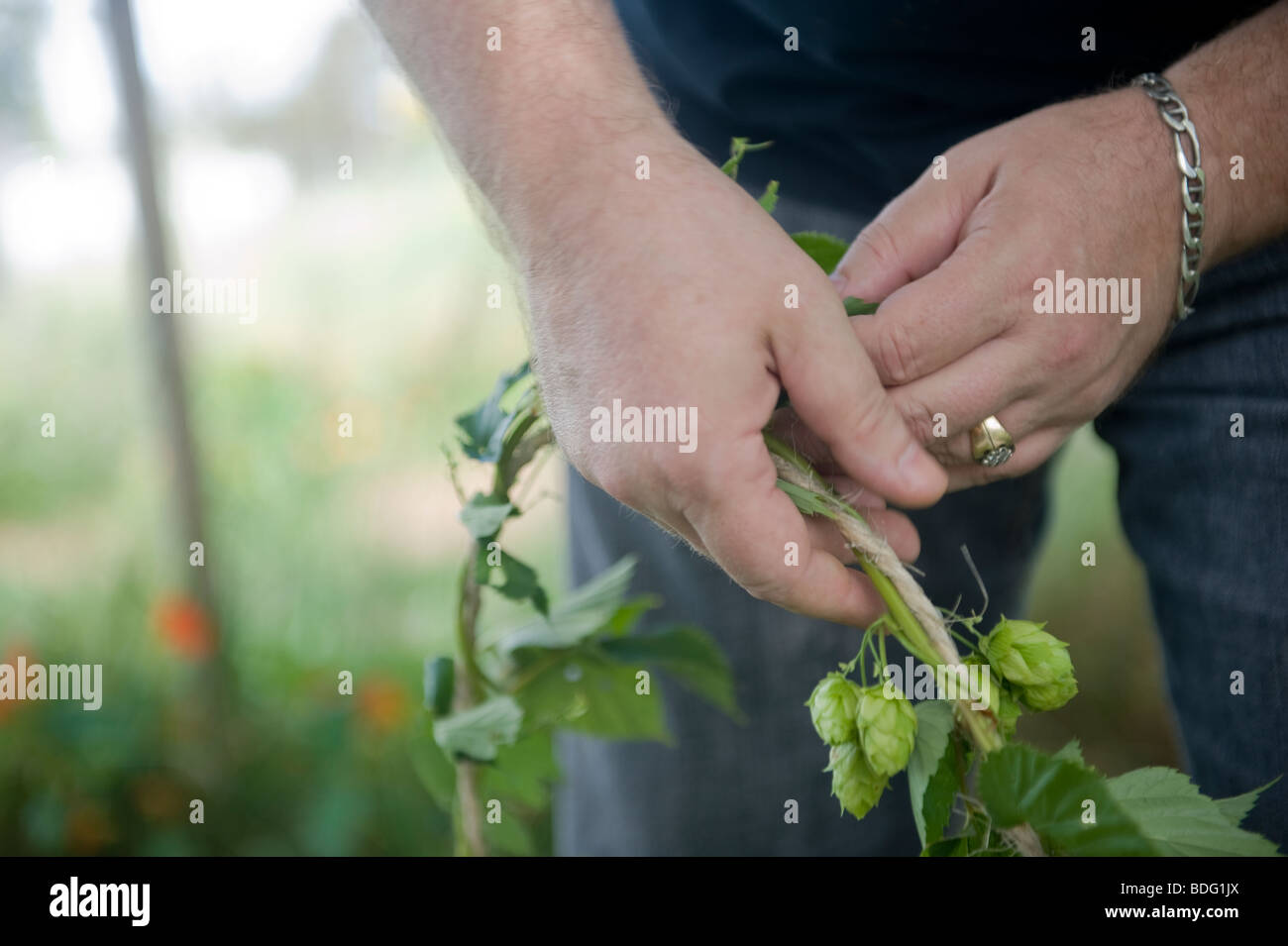 Man's hands and torso as fresh hops are harvested from a hop vine Stock ...