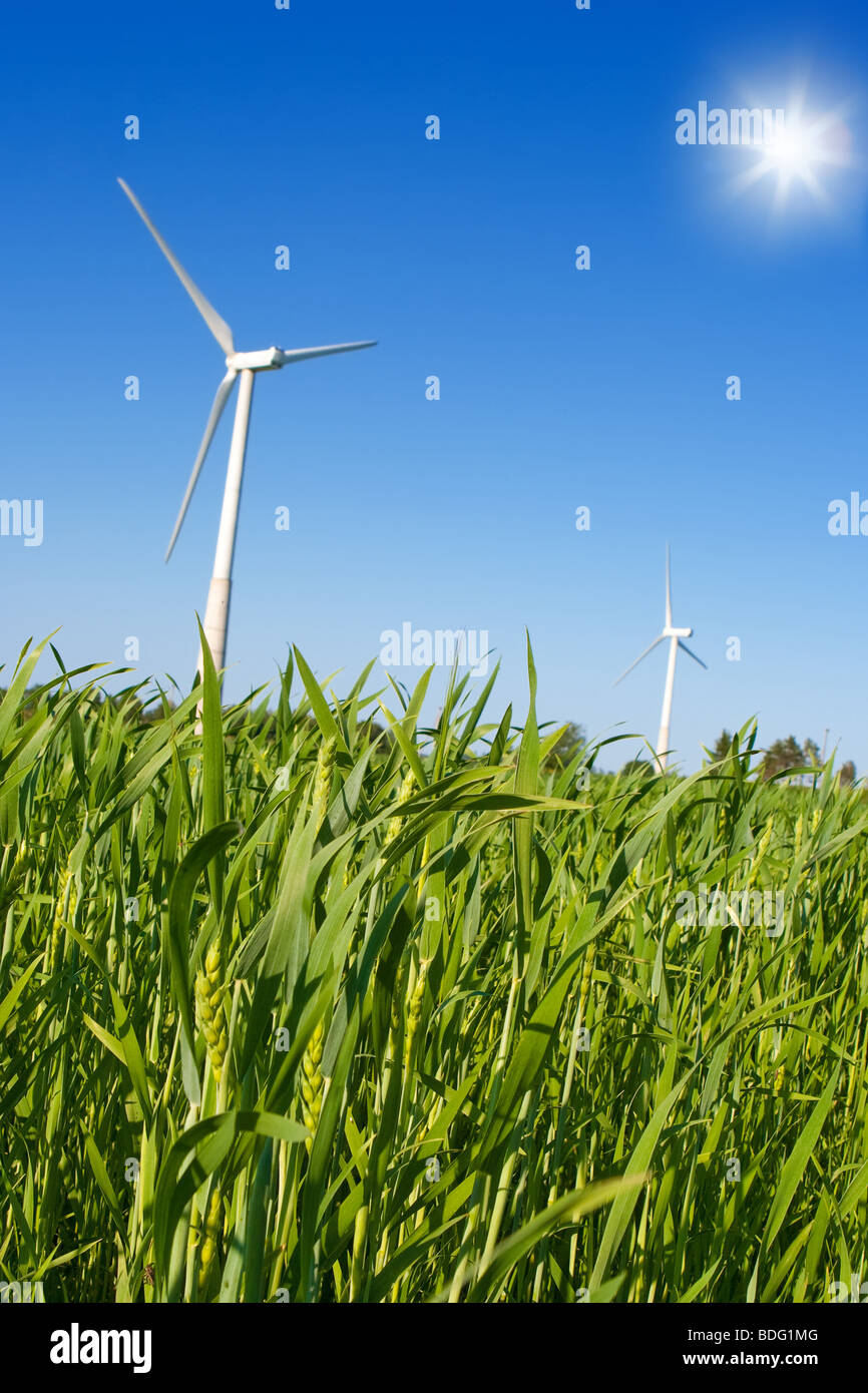 Green grass in sun hi-res stock photography and images - Alamy