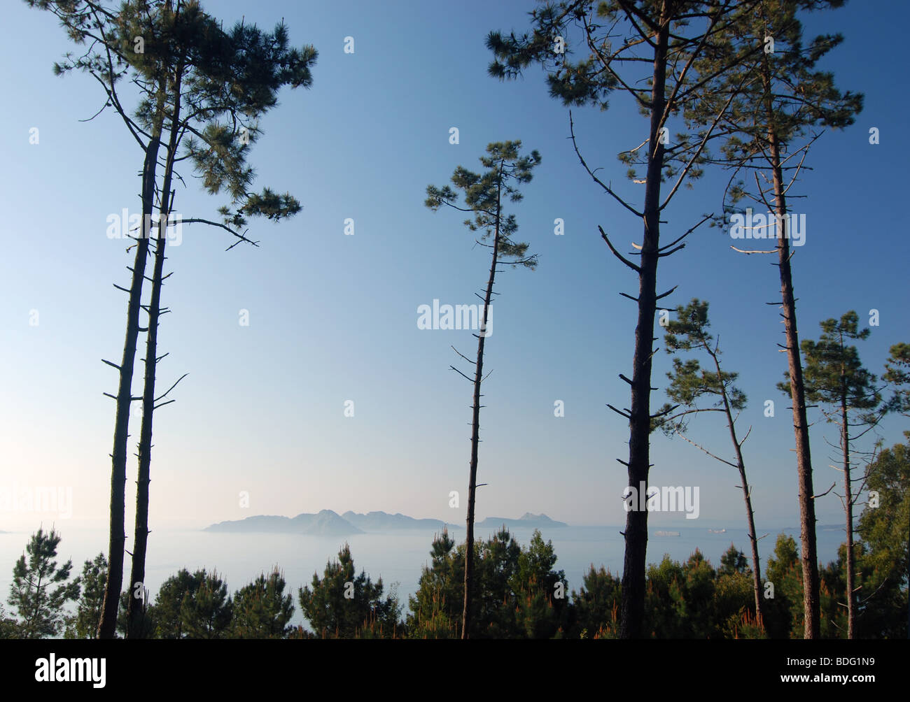 Pine trees on the shore of Atlantic with a view of Islas Atlanticas ...