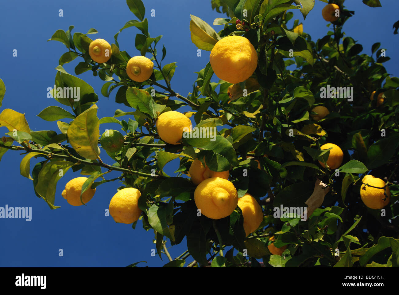 Lemons on a tree, Northern Portugal Stock Photo - Alamy