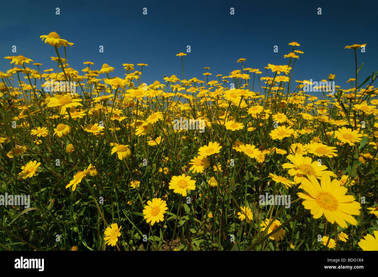 Wildflowers, Northern Portugal Stock Photo - Alamy