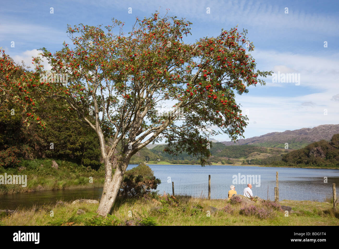 Mountain ash wales hi-res stock photography and images - Alamy