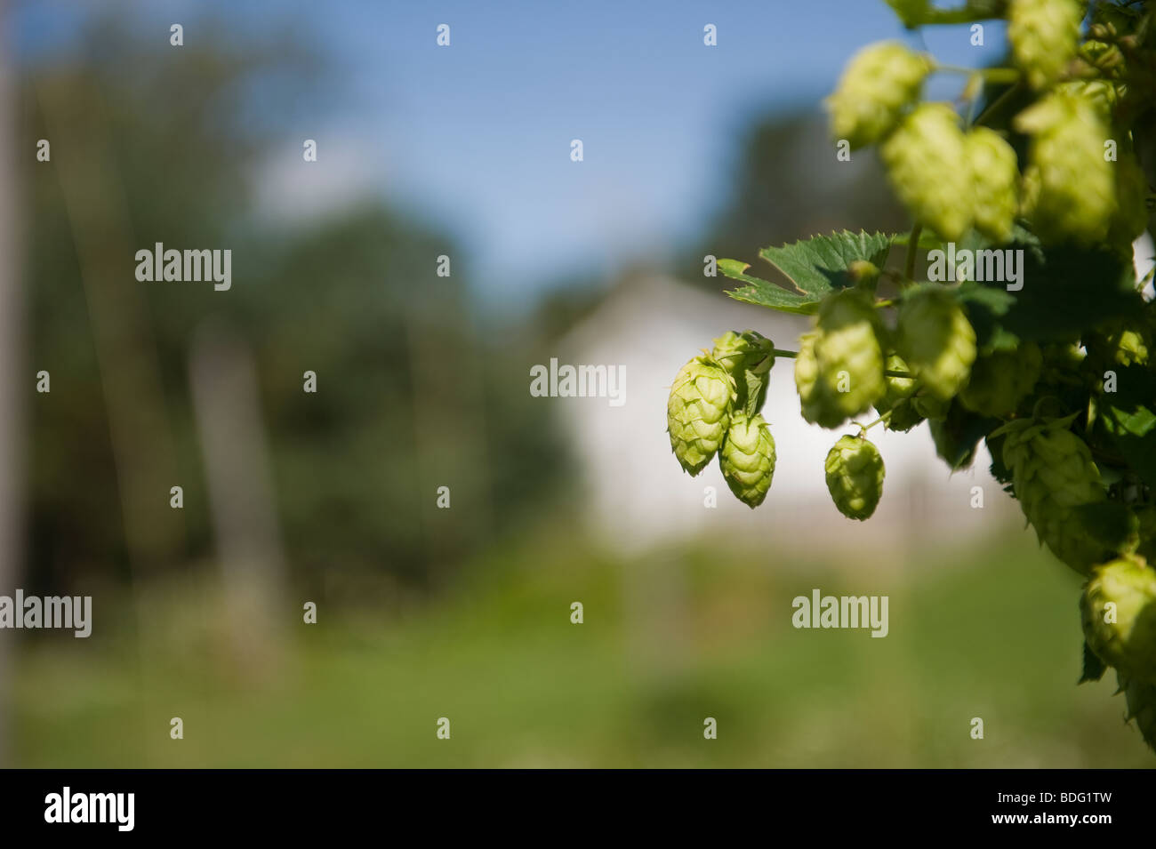 Mature hops hi-res stock photography and images - Alamy