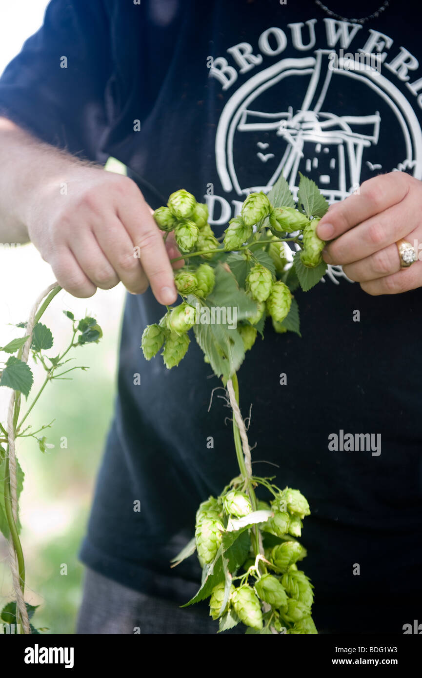 Hop Picking Stock Photos & Hop Picking Stock Images - Alamy