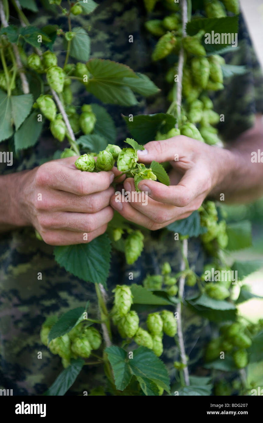 Man's hands and torso as fresh hops are harvested from a hop vine Stock ...
