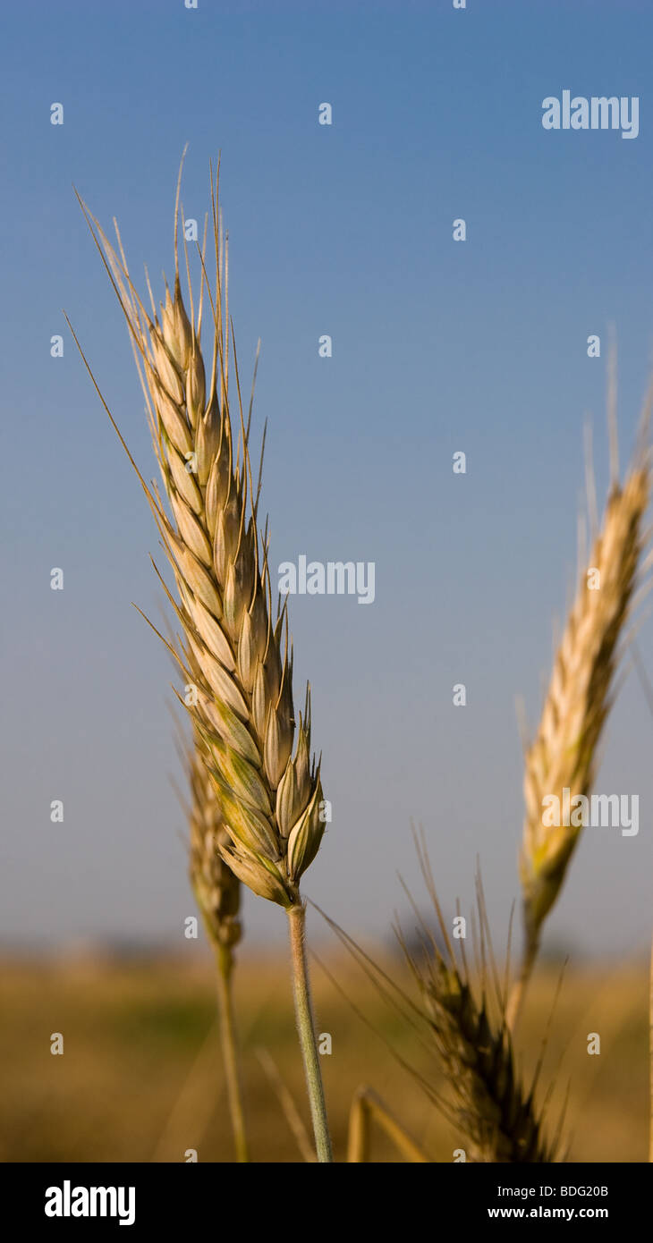 Ear of grain hi-res stock photography and images - Alamy