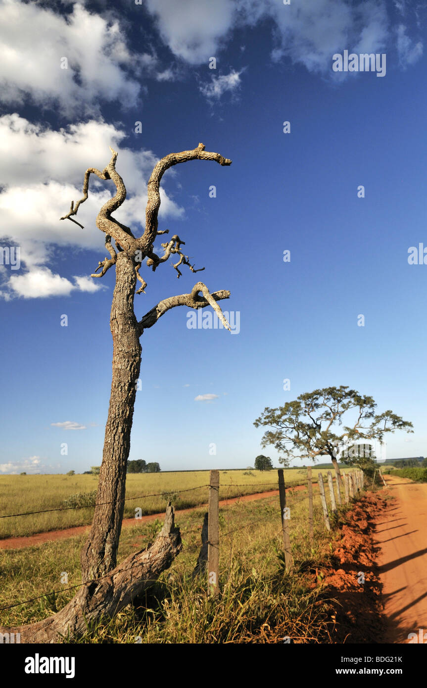 Landscape with a crippled dead tree, Brazil, South America Stock Photo ...