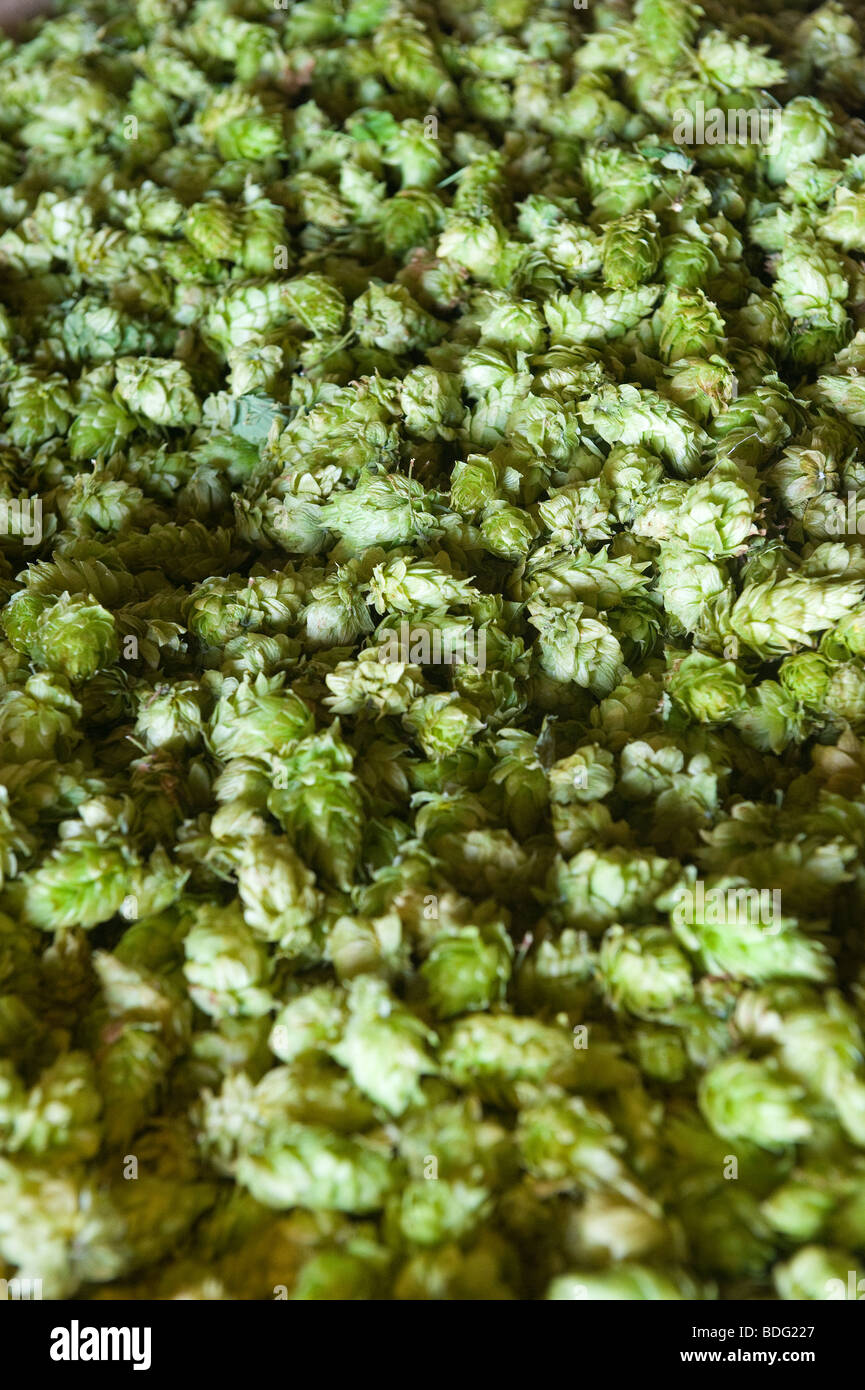 Drying hops hi-res stock photography and images - Alamy