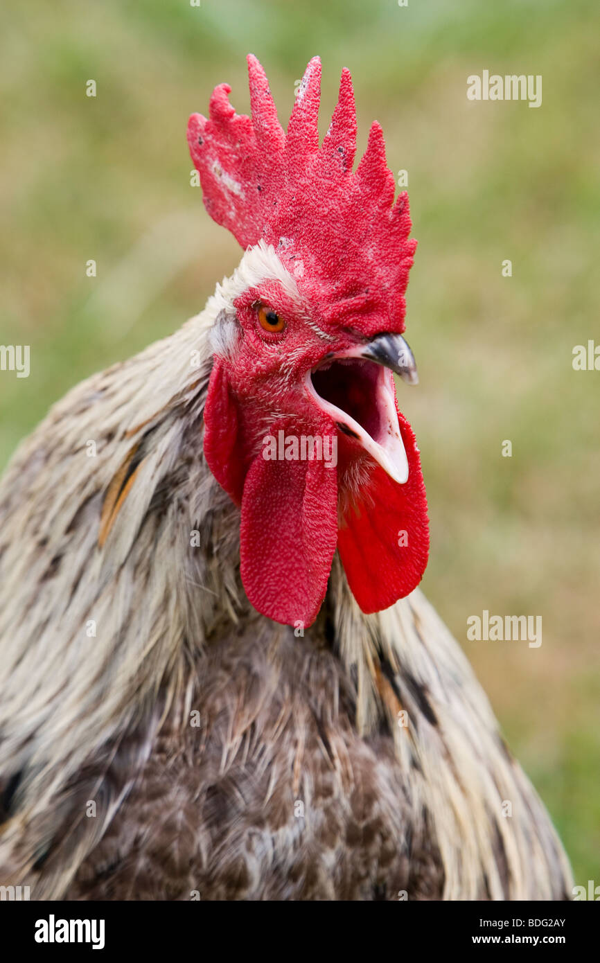 Cockerel at dawn hi-res stock photography and images - Alamy