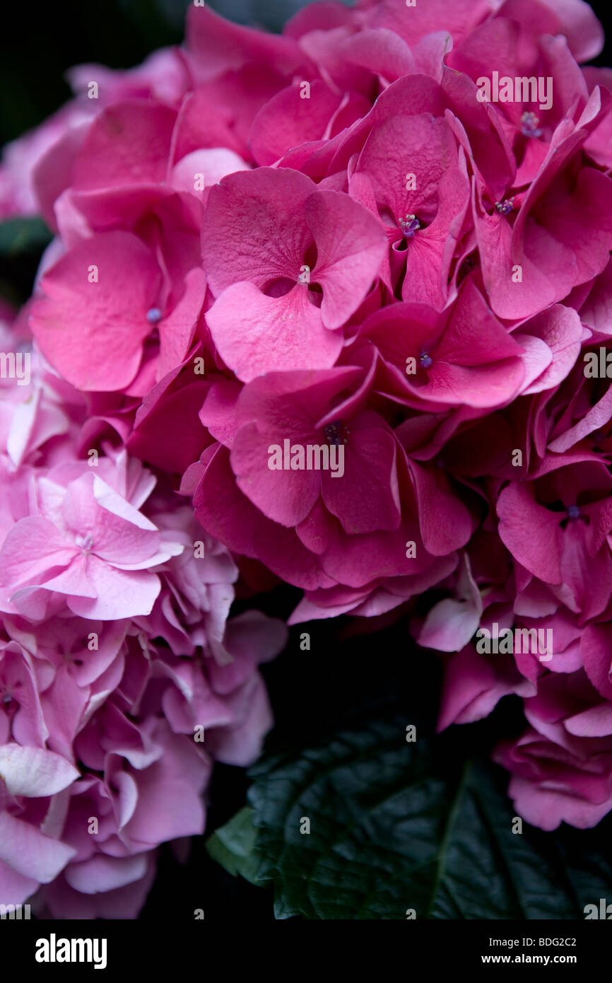crop of pink hydrangea Stock Photo - Alamy