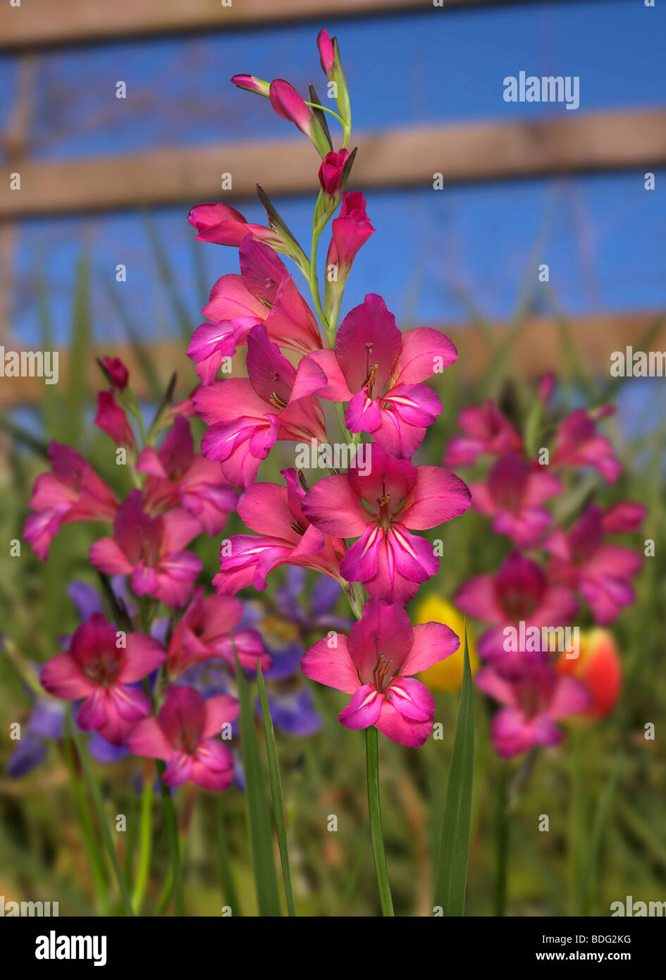 gladiolus byzantine flower with tulips and irises in the background ...
